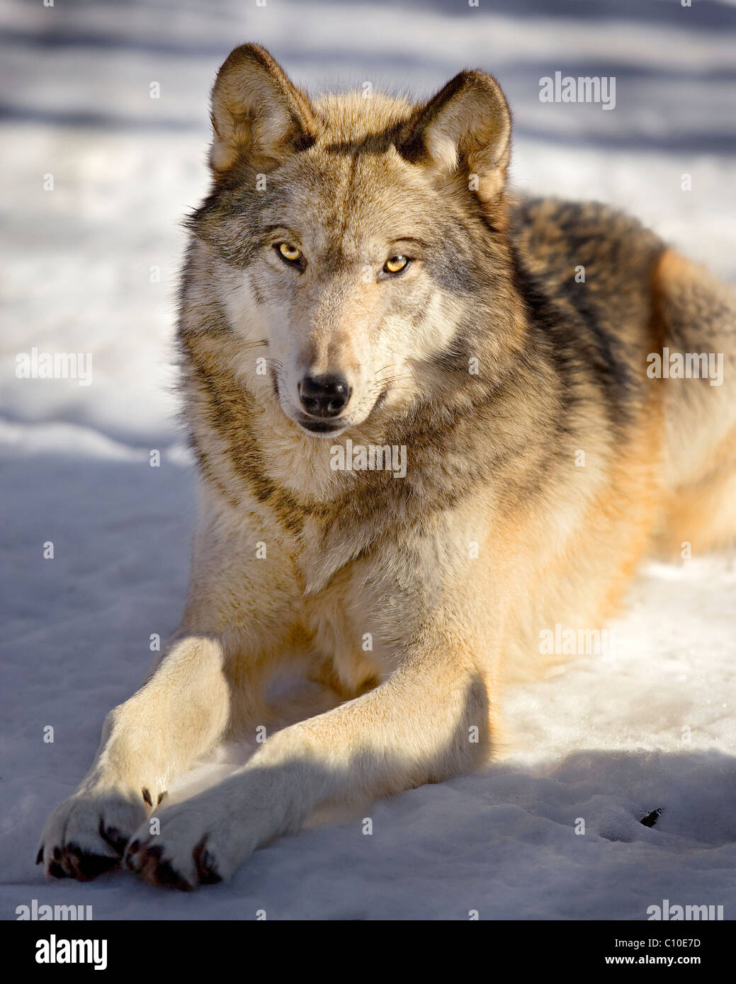 Wolves lying down hi-res stock photography and images - Alamy