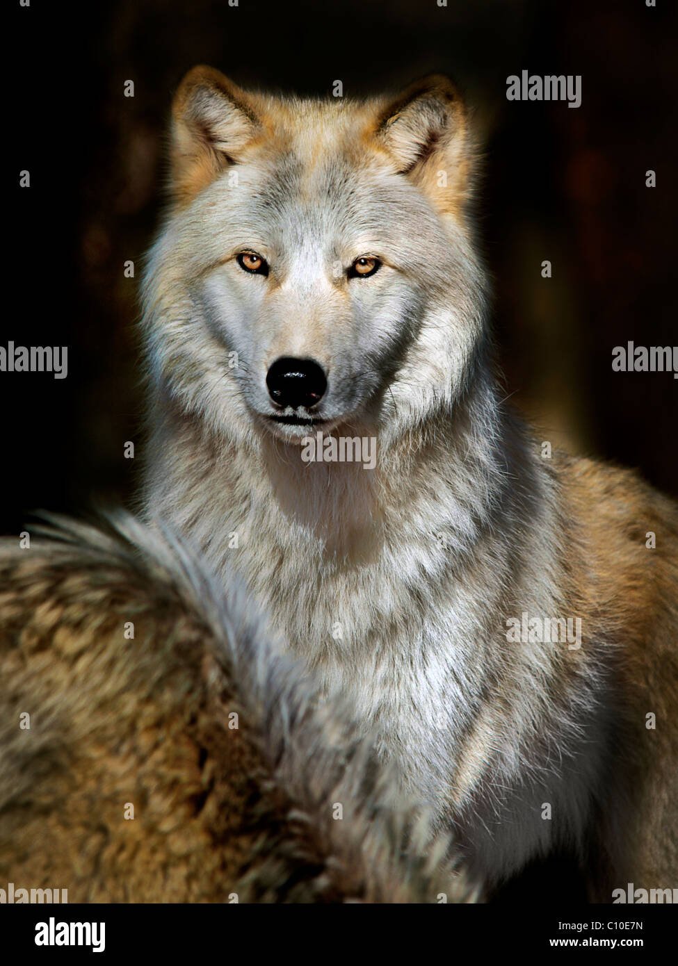 Wolf portrait canis lupus camera hi-res stock photography and images ...