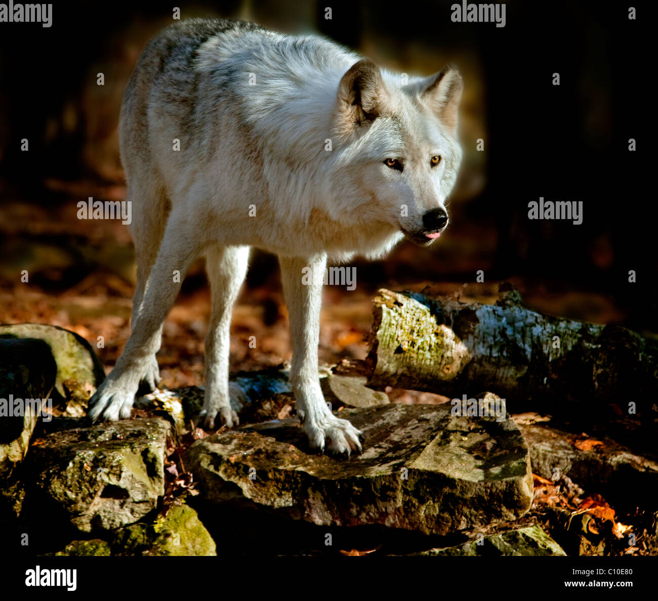 Wildlife wolf hi-res stock photography and images - Alamy