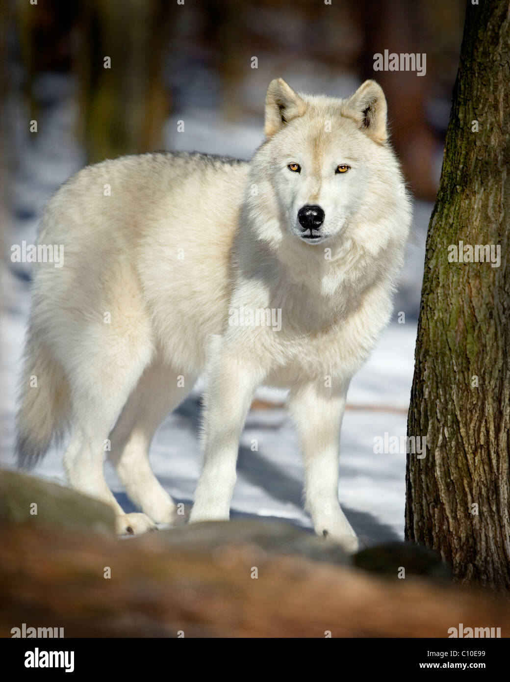 Chill wolf hi-res stock photography and images - Alamy