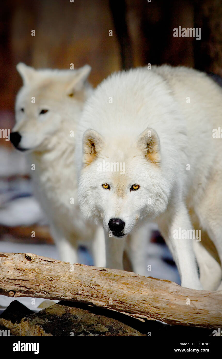 Two polar wolves hi-res stock photography and images - Alamy