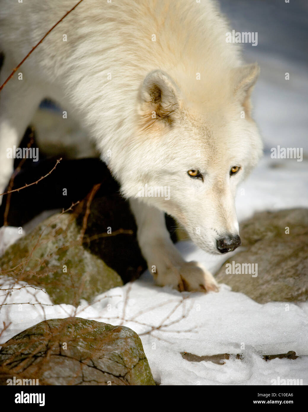 Chill wolf hi-res stock photography and images - Alamy