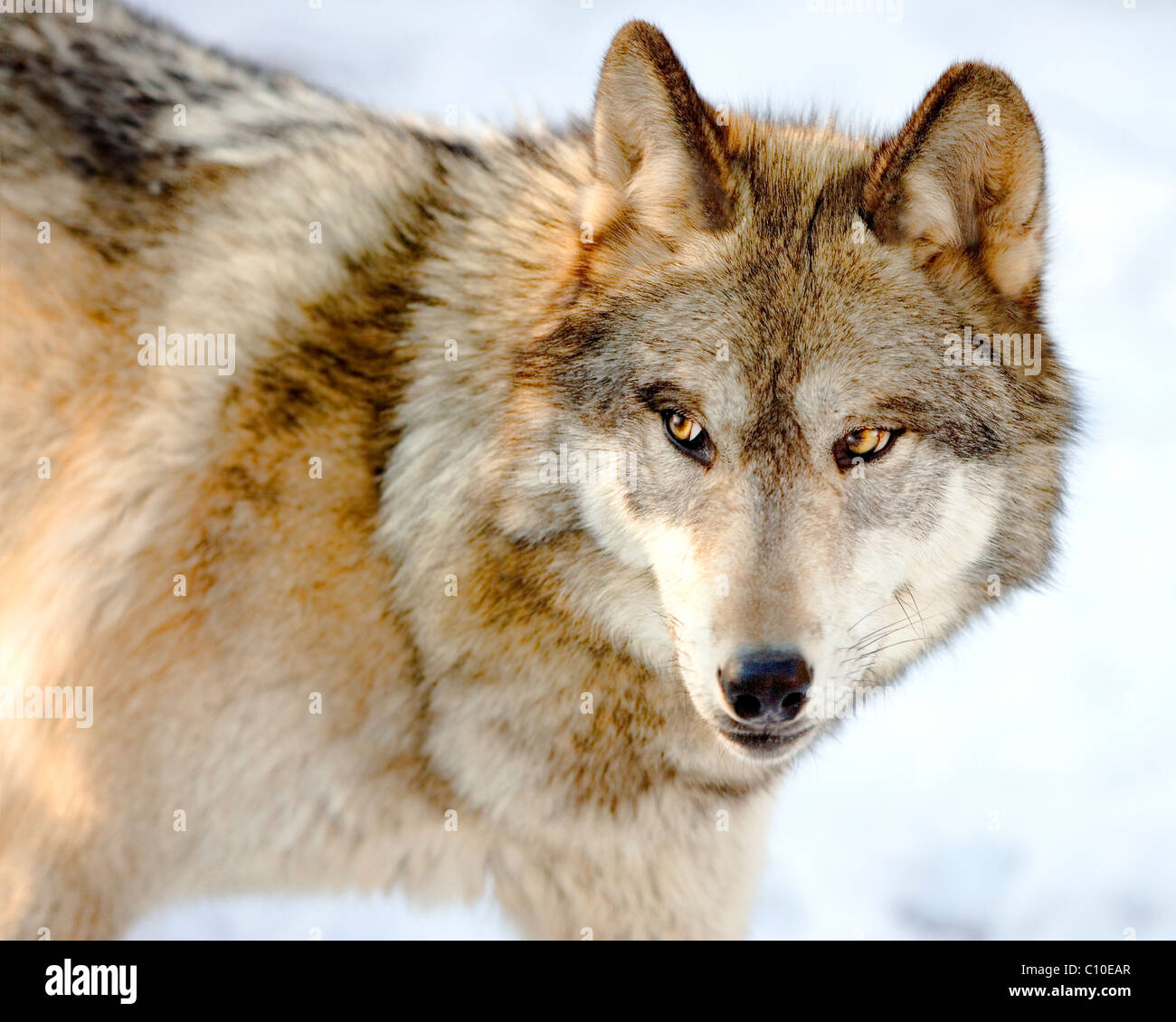Wolf headshot hi-res stock photography and images - Alamy