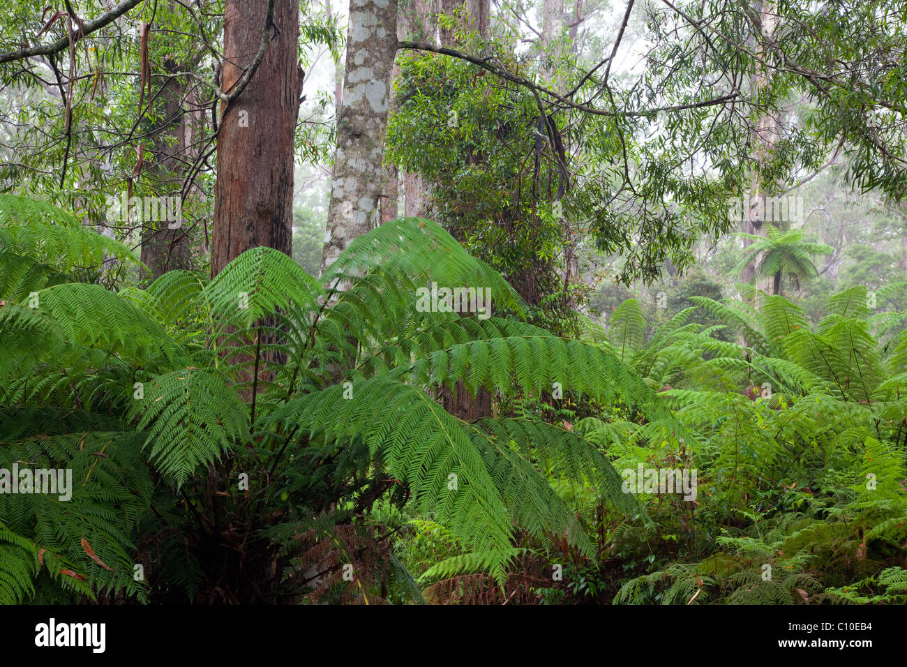 tree fern forest , Gibraltar Range National Park, New South Wales ...