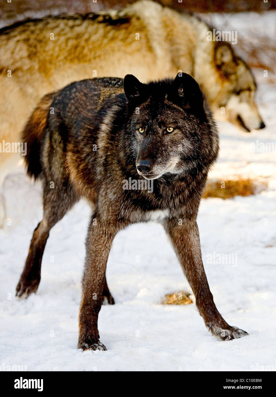 Chill wolf hi-res stock photography and images - Alamy