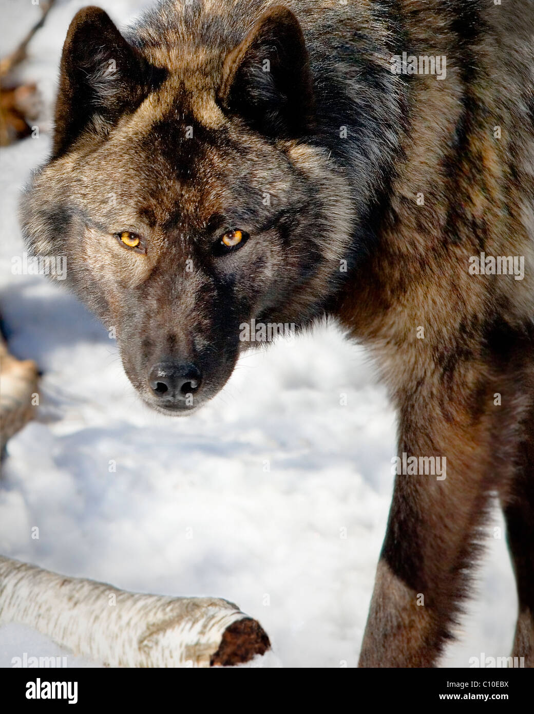 Black wolf photography hi-res stock photography and images - Alamy