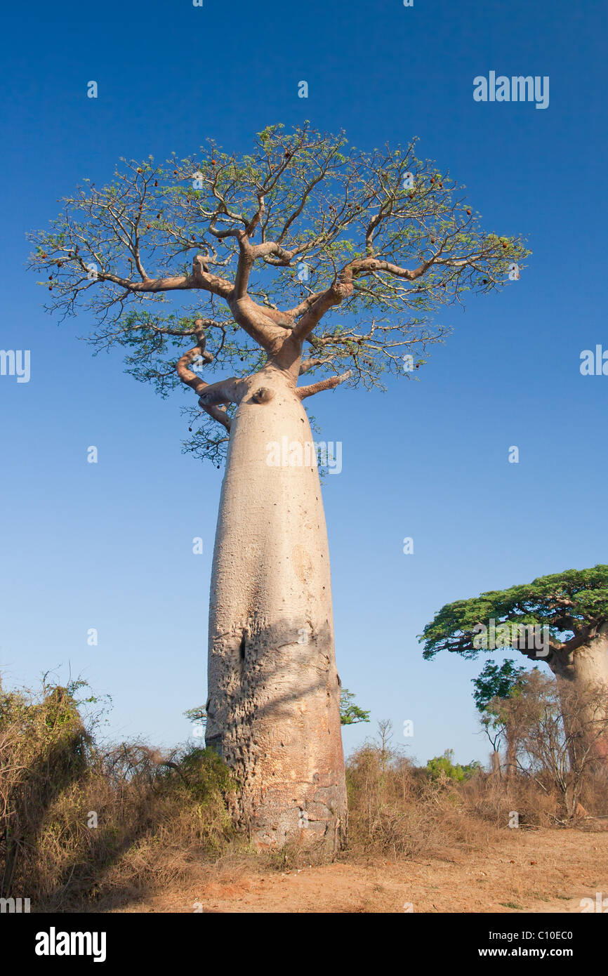 Baobab trees from Morombe, Madagascar Stock Photo - Alamy
