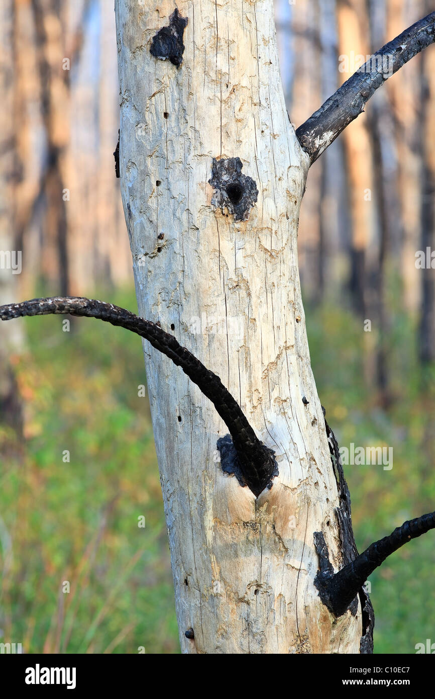 Close up of a burnt tree trunk from the May, 2008 Sandilands Provincial ...