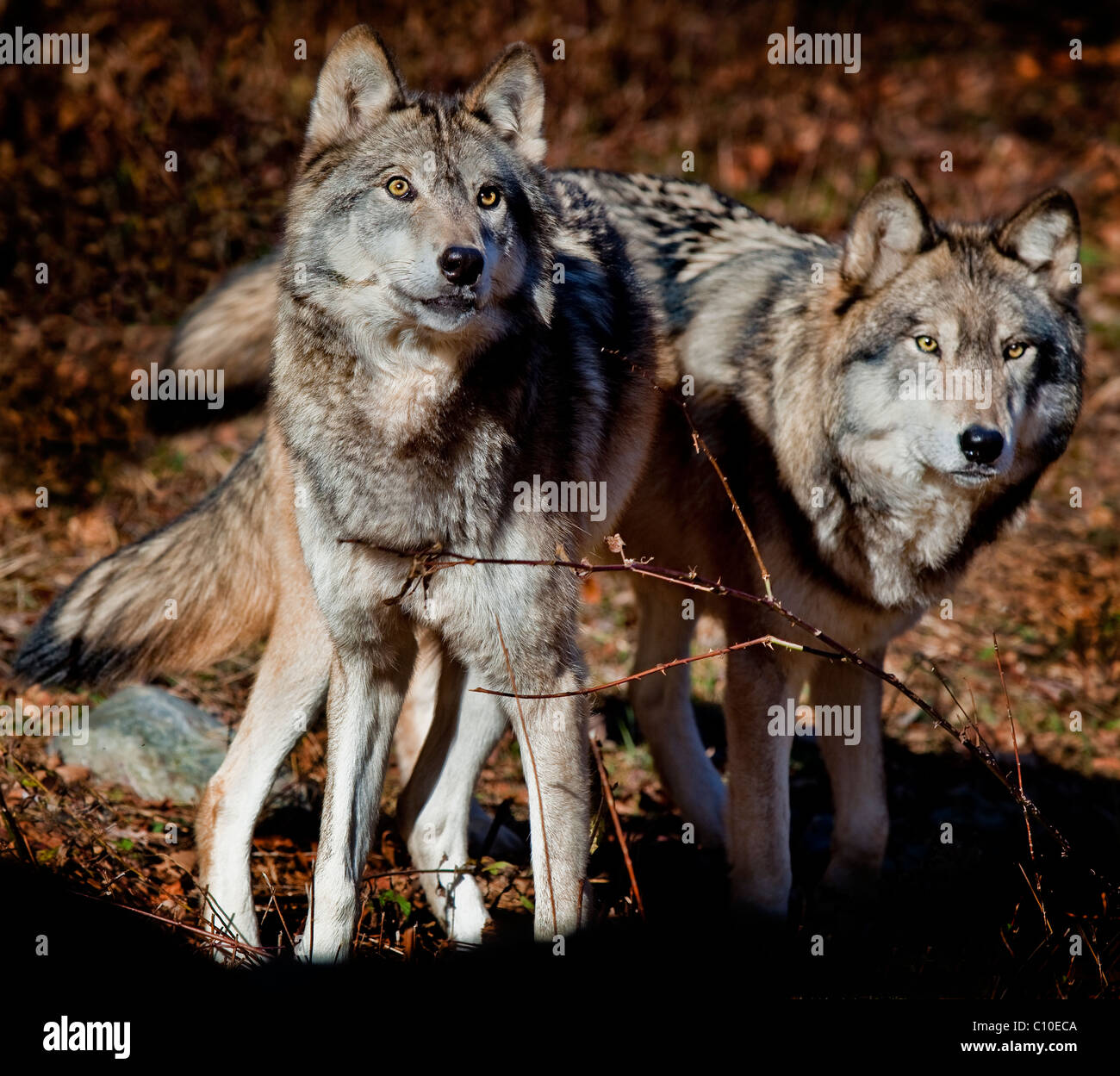 Friendship together alert hi-res stock photography and images - Alamy