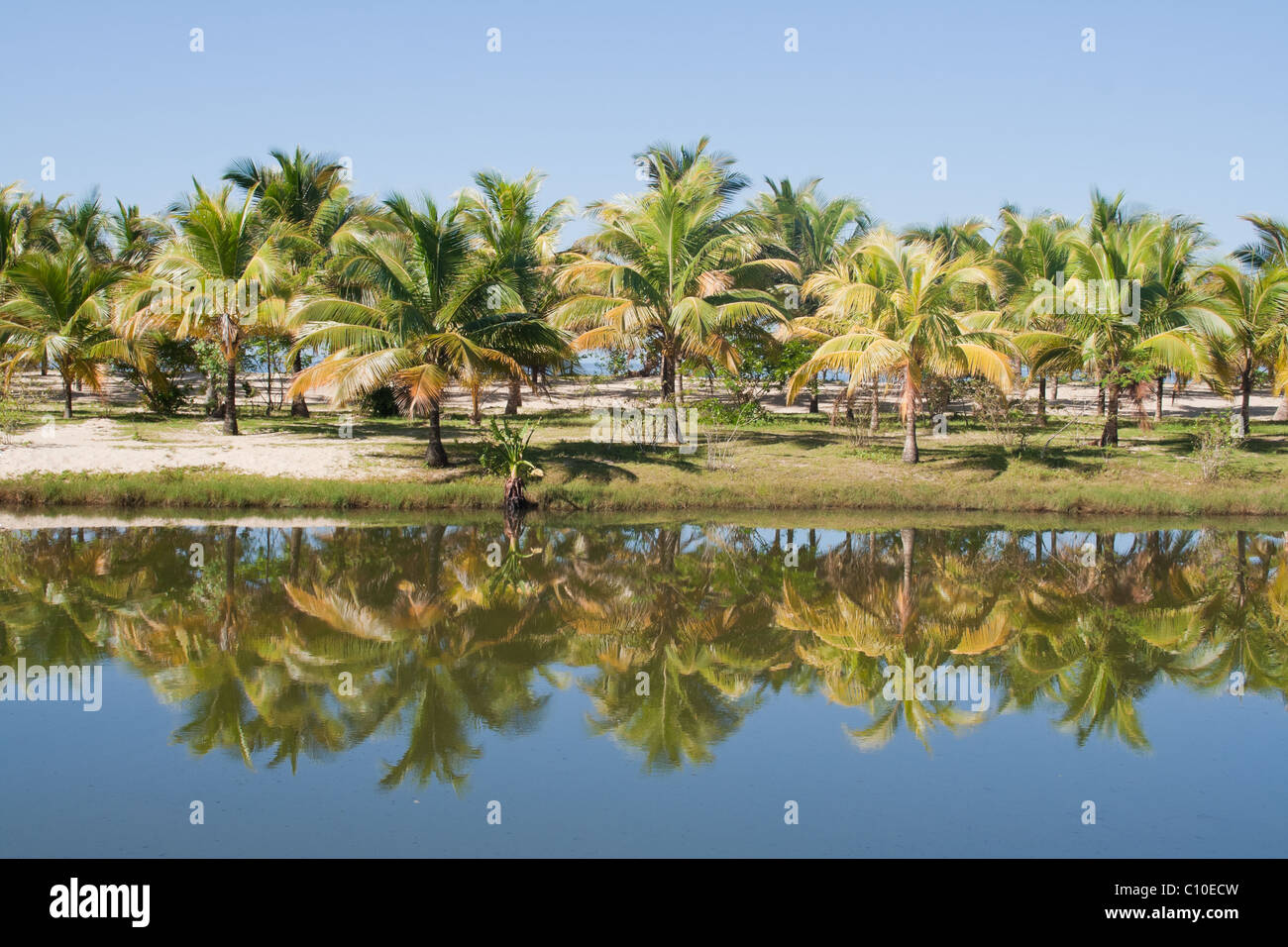Tropical landscape palm grove hi-res stock photography and images - Alamy