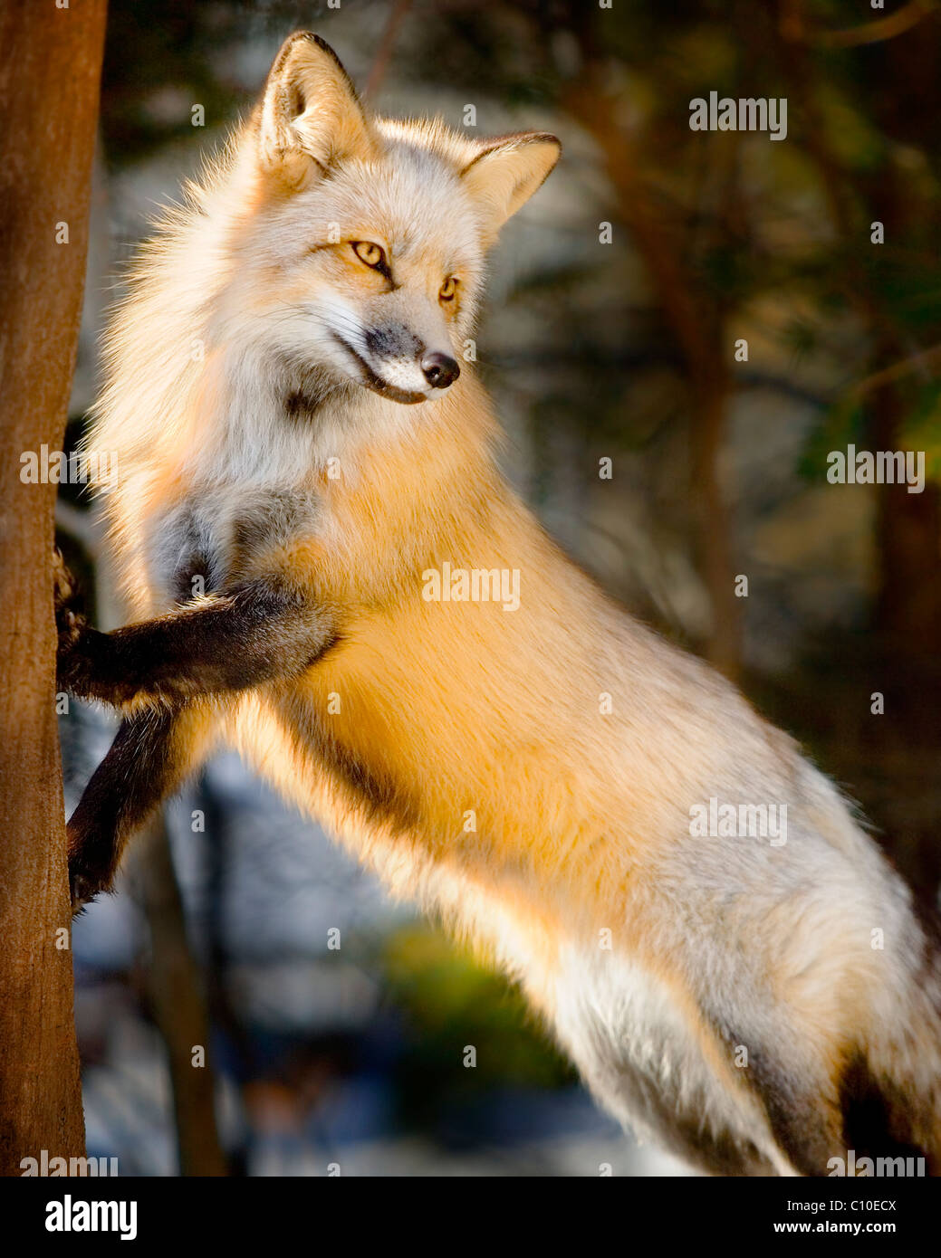 Fox posing hi-res stock photography and images - Alamy
