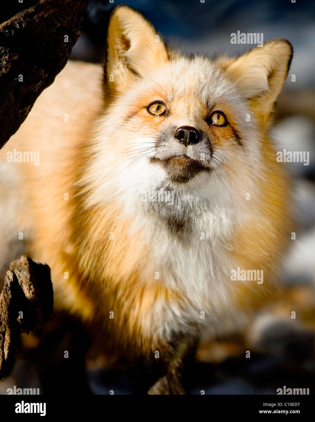 Fox looking up hi-res stock photography and images - Alamy