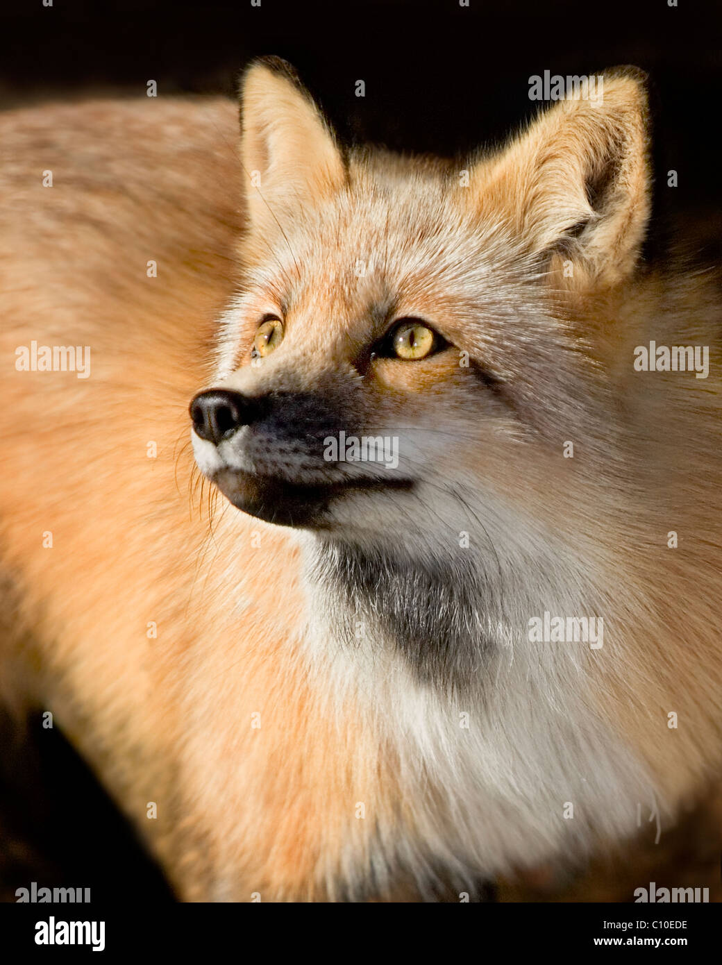 Foxes head hi-res stock photography and images - Alamy