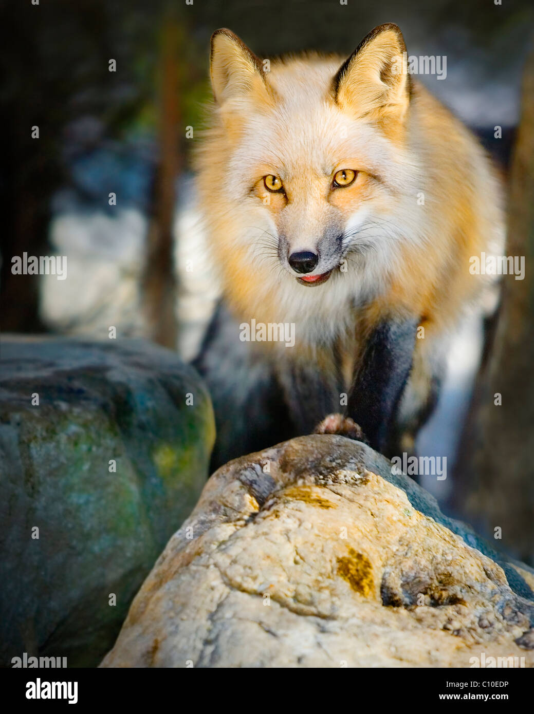 Cute fox hi-res stock photography and images - Alamy