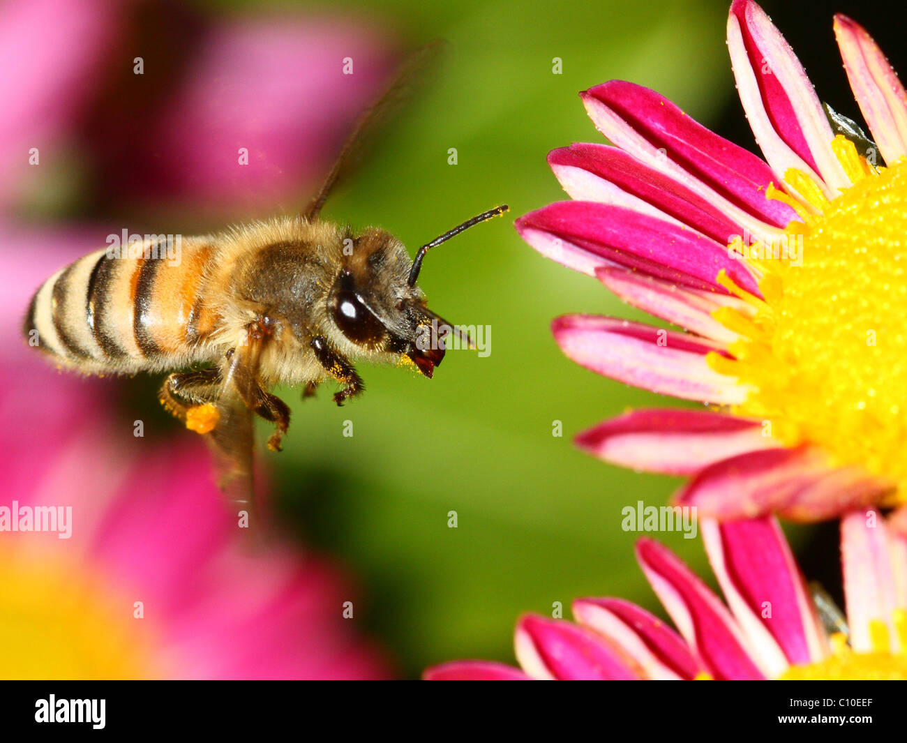 Bee flying hi-res stock photography and images - Alamy