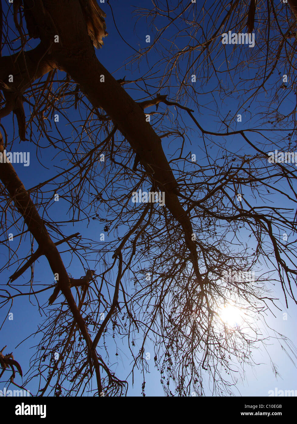 Tree with wide branches hi-res stock photography and images - Alamy