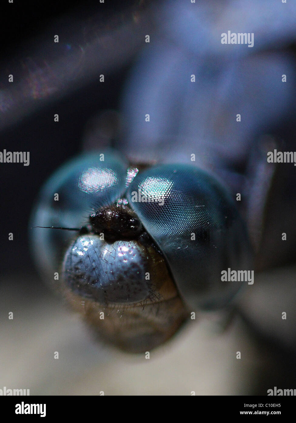 Blue Dragon Fly Stock Photo - Alamy