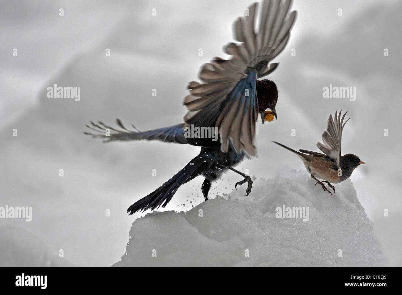 Two birds fighting hi-res stock photography and images - Alamy
