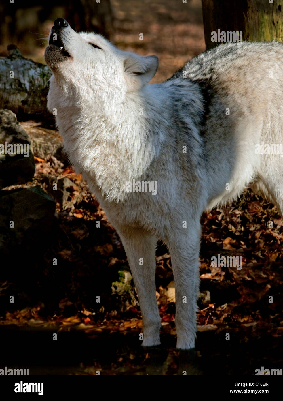 WHITE WOLF IN WATER Stock Photo - Alamy