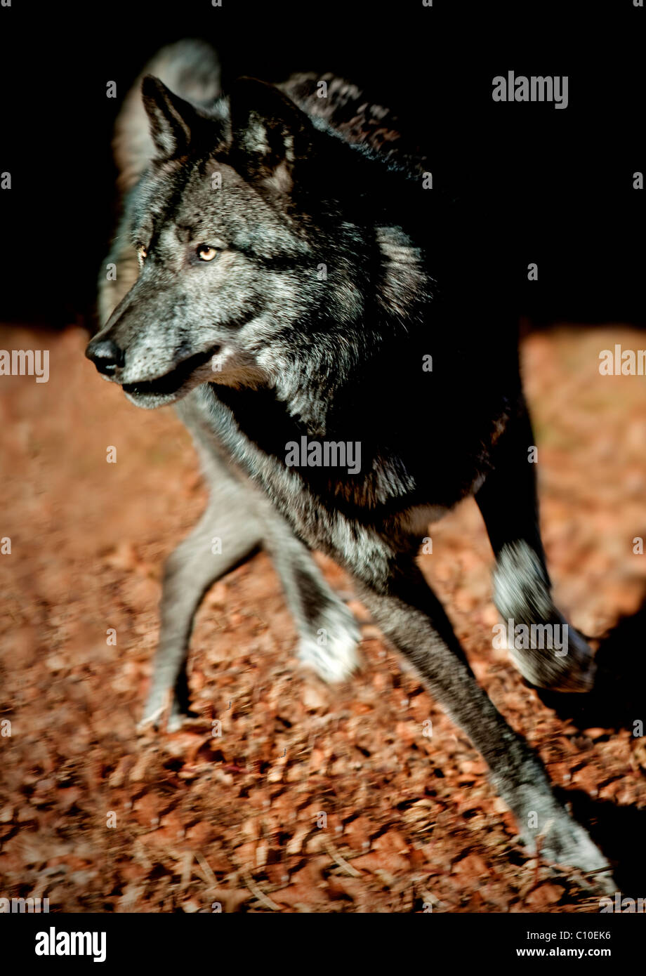 Running Wolf