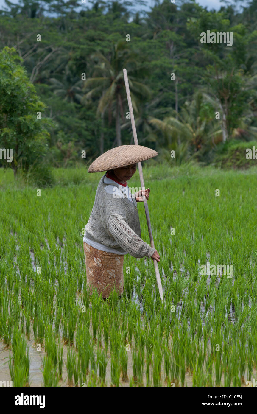 Rice cultivation hi-res stock photography and images - Alamy