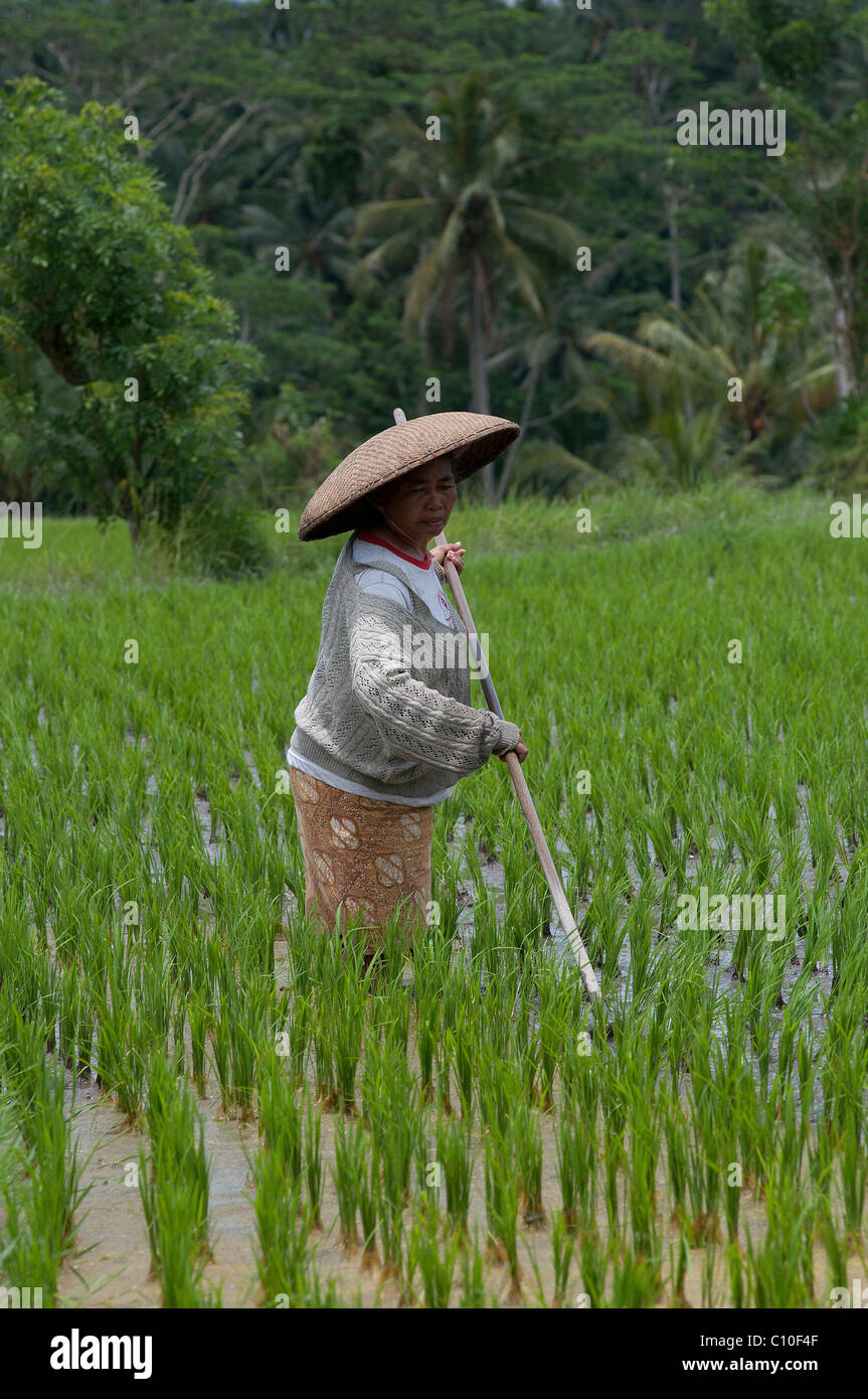 Rice cultivation in Bali Indonesia Stock Photo - Alamy