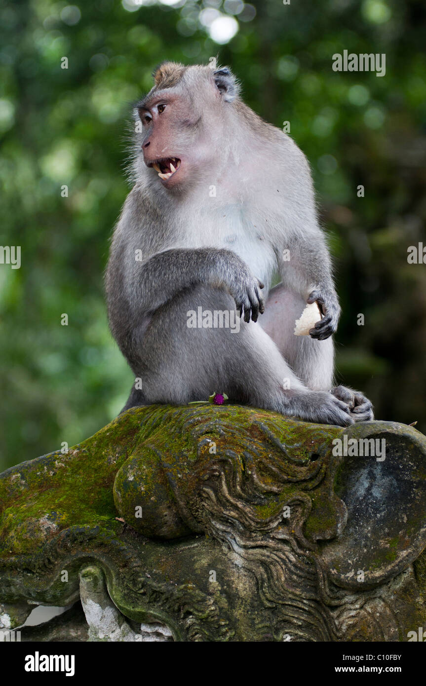 Balinese long tailed macaque hi-res stock photography and images - Alamy