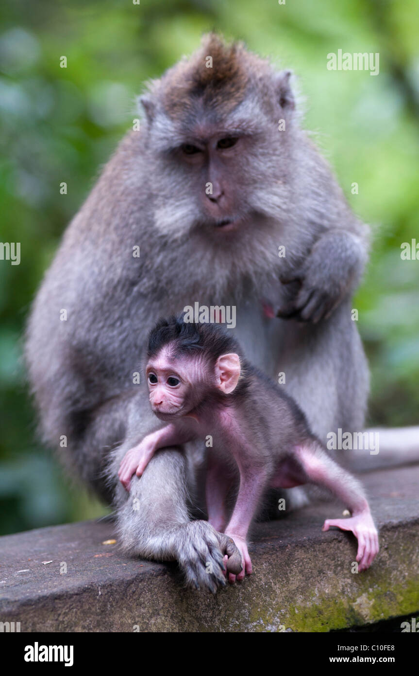 Female long tailed macaque monkey hi-res stock photography and images ...