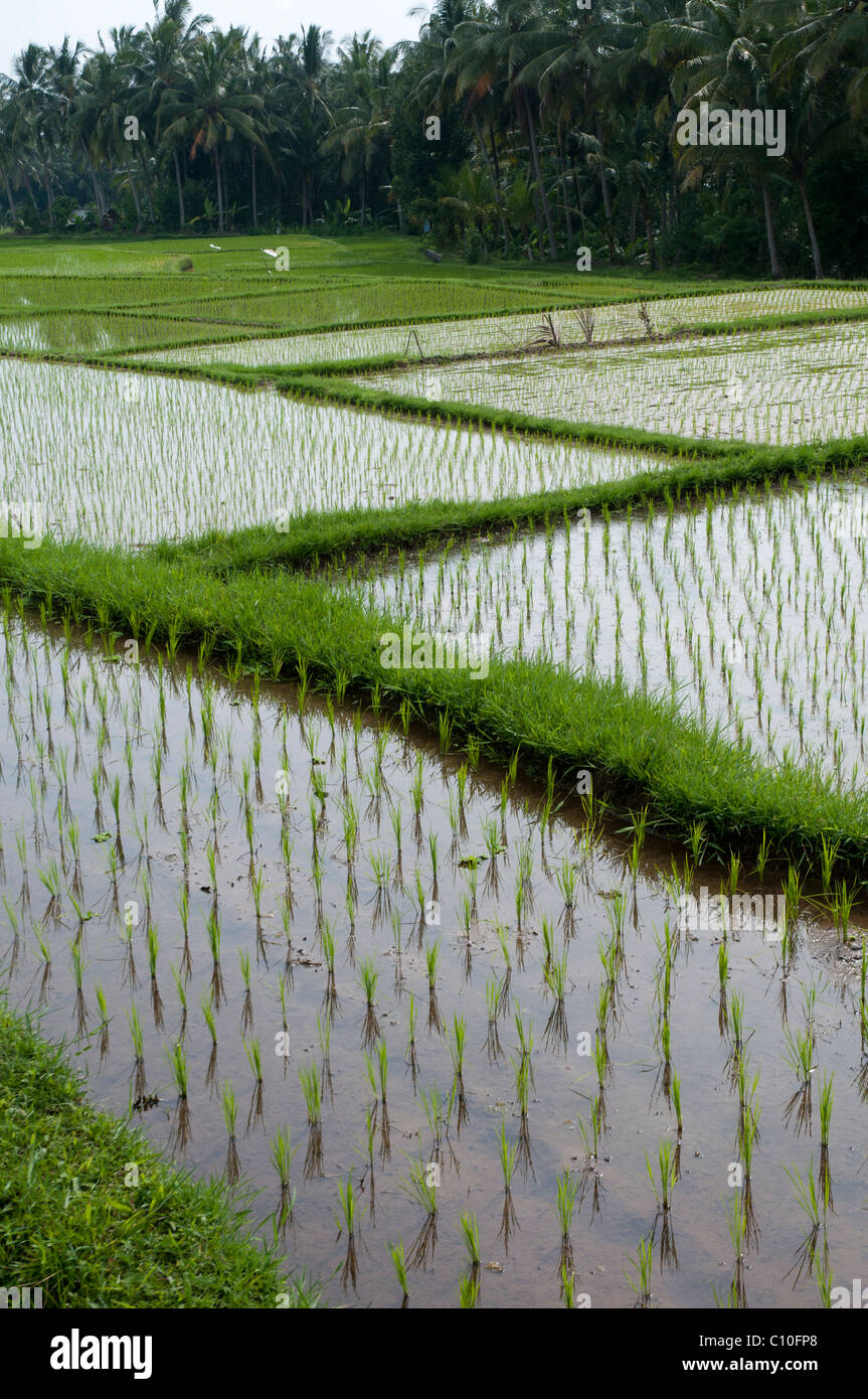 Rice cultivation in Bali Indonesia Stock Photo - Alamy