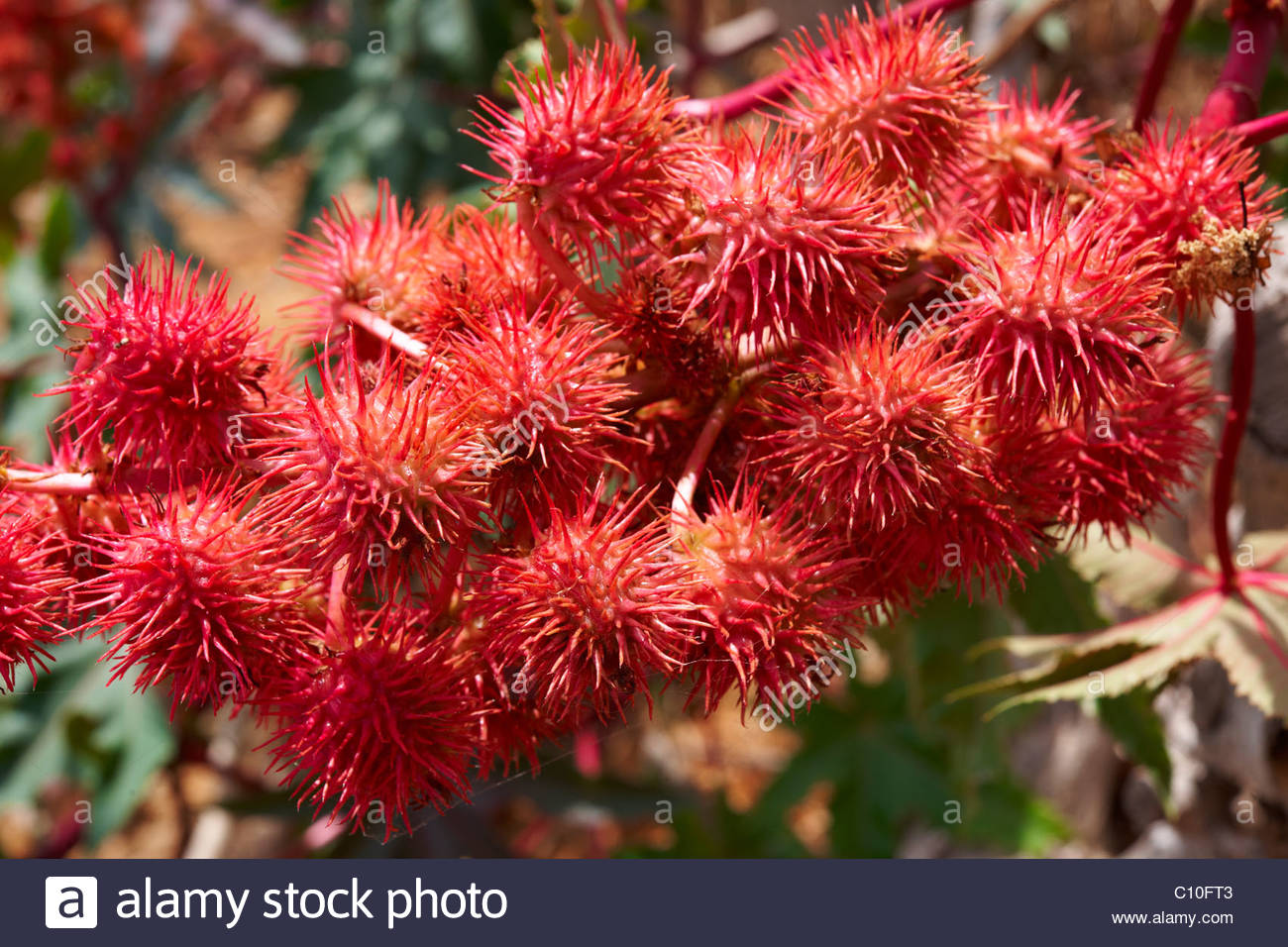 Seed Heads Stock Photos & Seed Heads Stock Images - Alamy