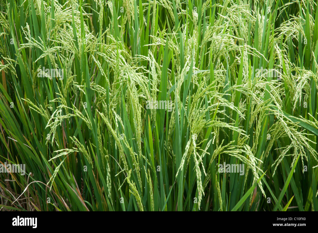 Balinese rice paddy hi-res stock photography and images - Alamy