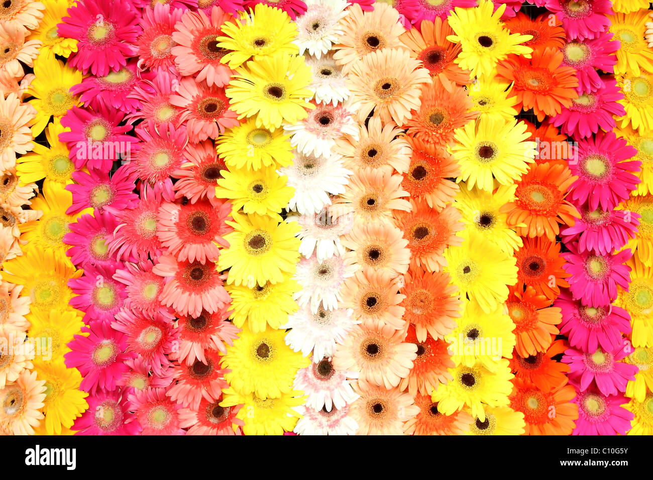 Multicolor Flower background Stock Photo - Alamy