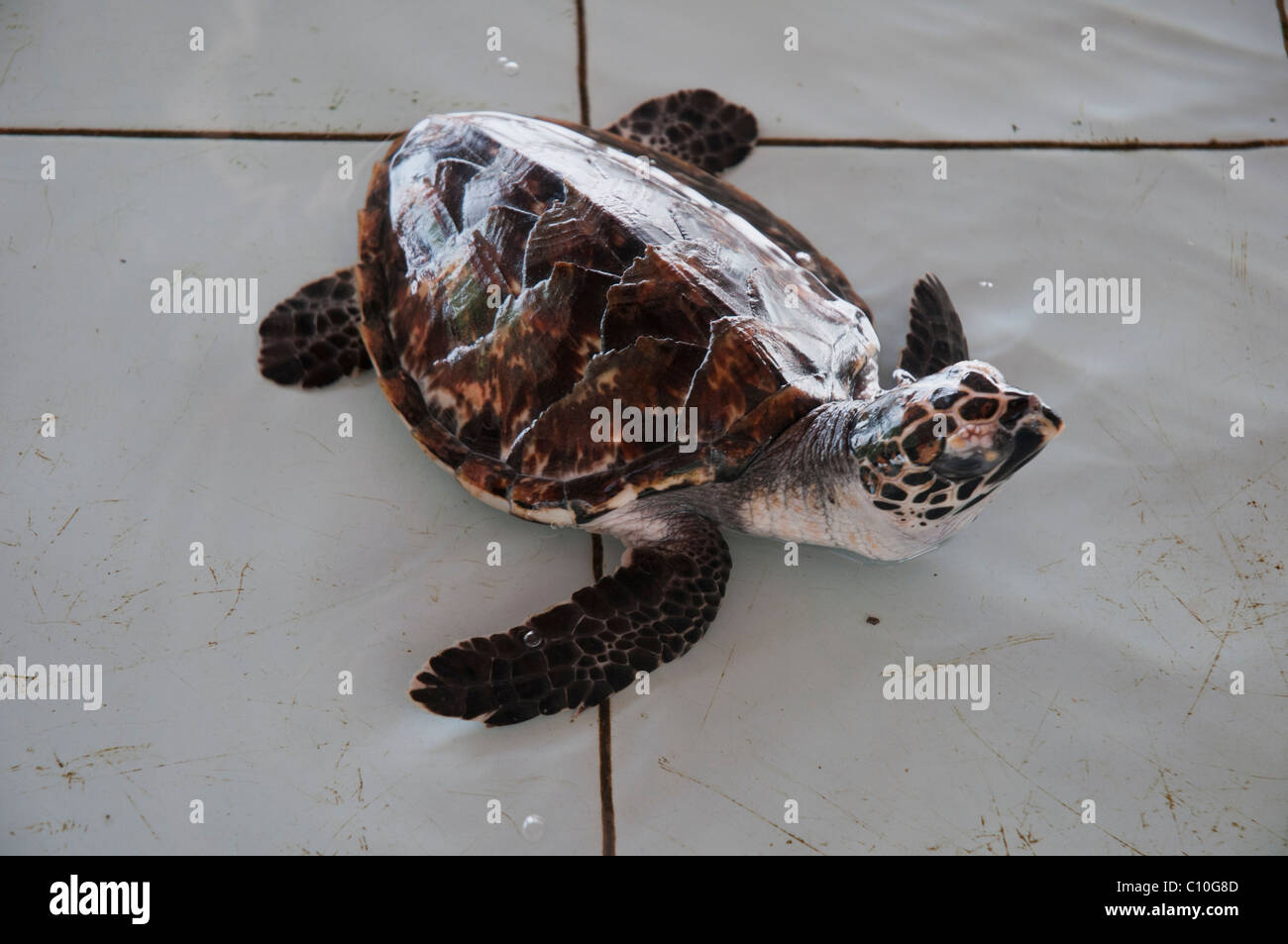 Baby loggerhead turtles in a turtle sanctuary on Gili Trawangan in ...