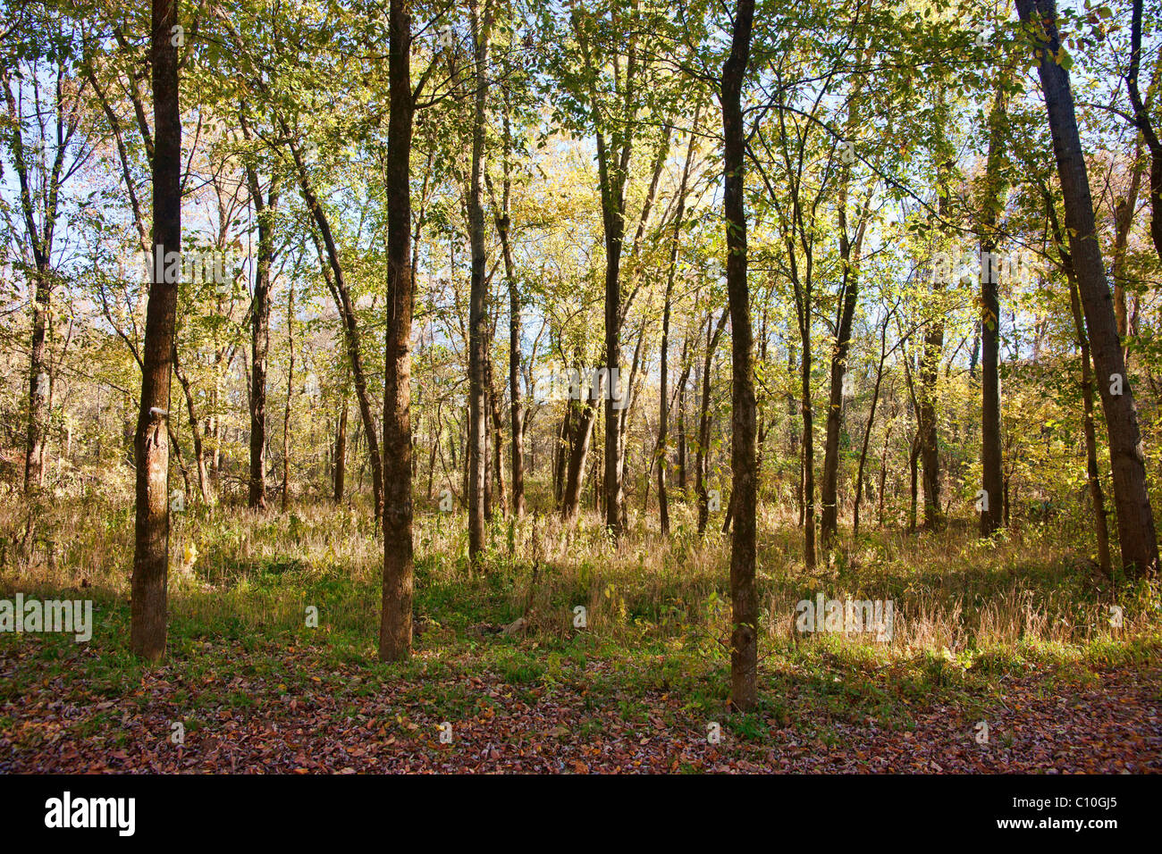 in the trees of the forest in early autumn Stock Photo - Alamy
