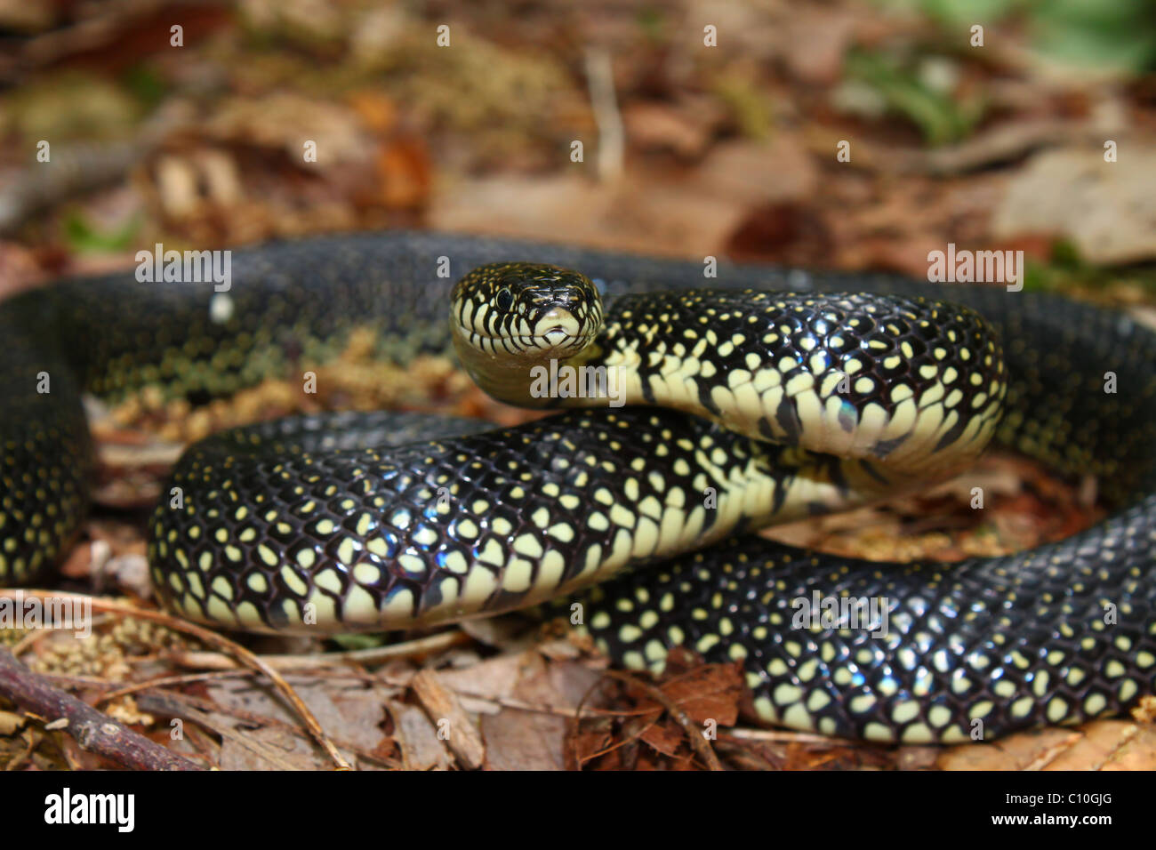 Black kingsnake hi-res stock photography and images - Alamy