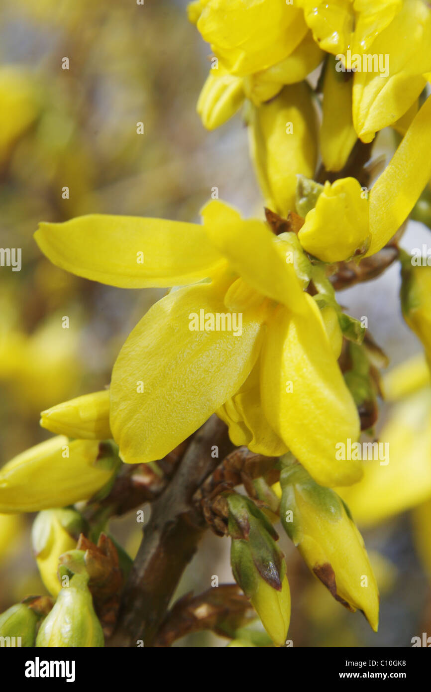 Forsythia spectabilis hi-res stock photography and images - Alamy