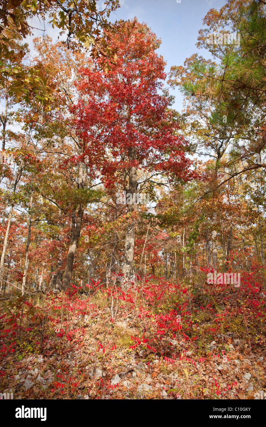 bright red tree in the forest in autumn or fall Stock Photo - Alamy