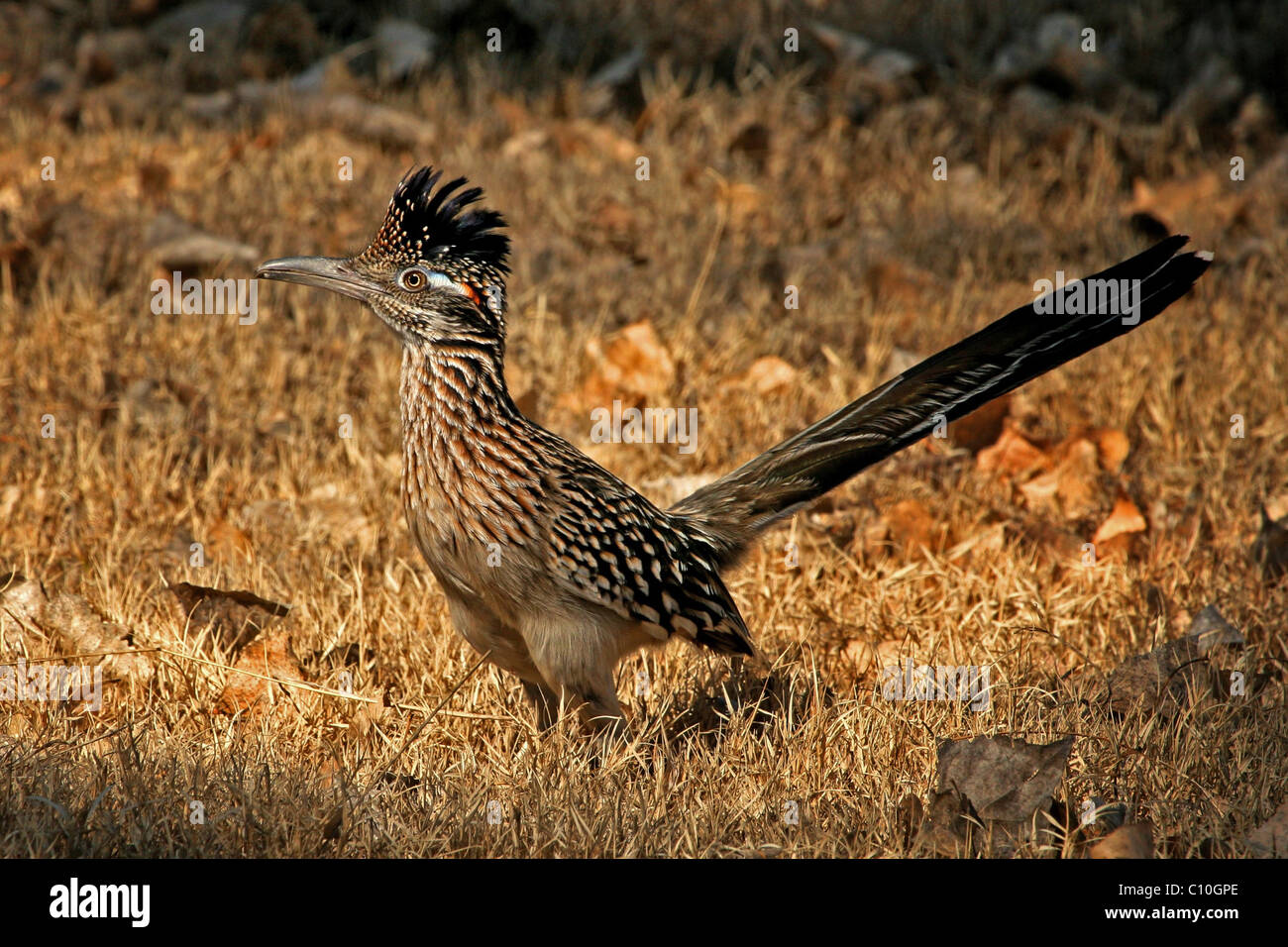 Texas roadrunner birds hi-res stock photography and images - Alamy