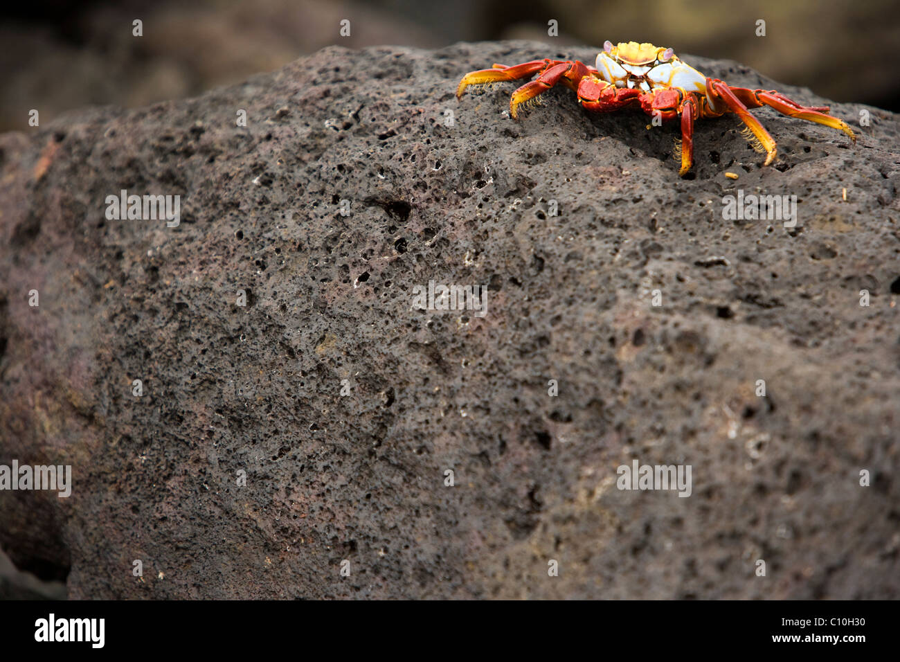 Sally Lightfoot Crab (Red Rock Crab) - Santa Maria (Floreana o Charles ...