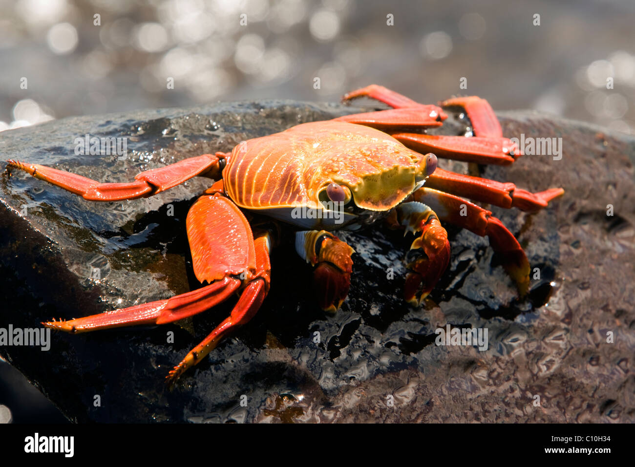 Sally Lightfoot Crab (Red Rock Crab) - Santa Maria (Floreana o Charles ...