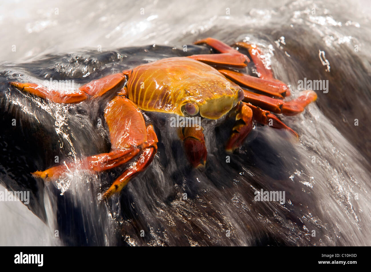 Sally Lightfoot Crab (Red Rock Crab) - Santa Maria (Floreana o Charles ...