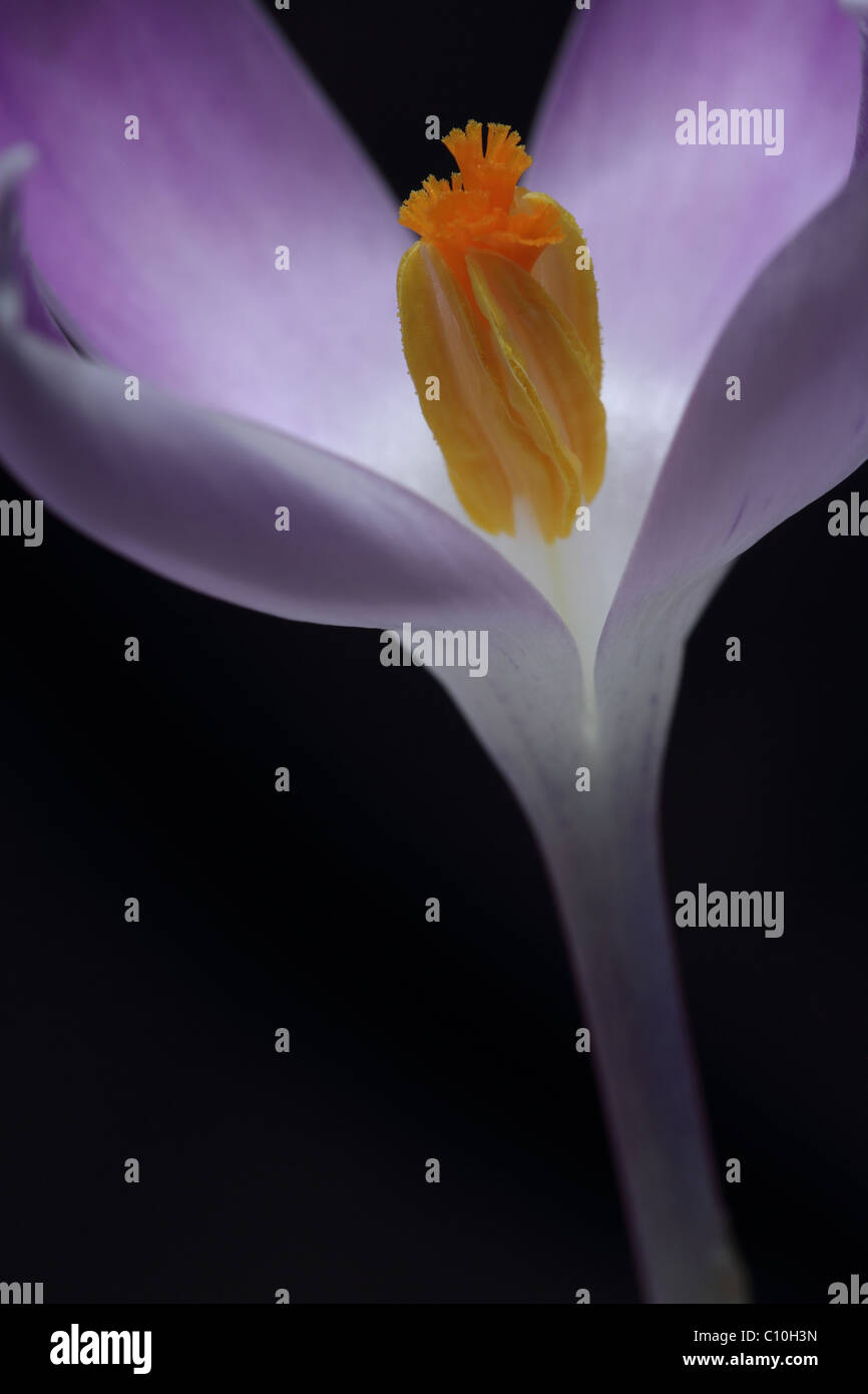 Crocus Flower Close up Stock Photo - Alamy