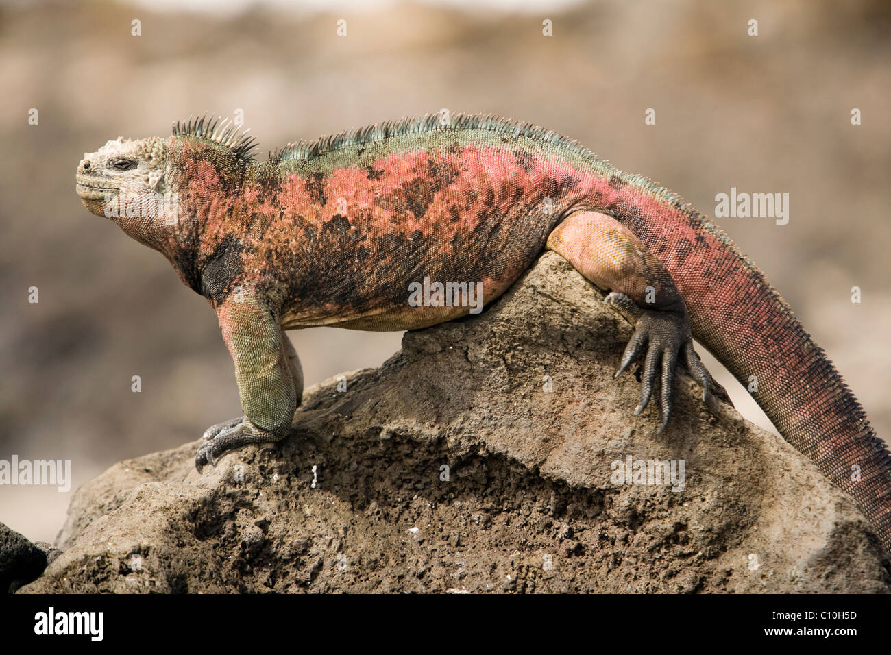 Pink iguanas galapagos High Resolution Stock Photography and Images - Alamy