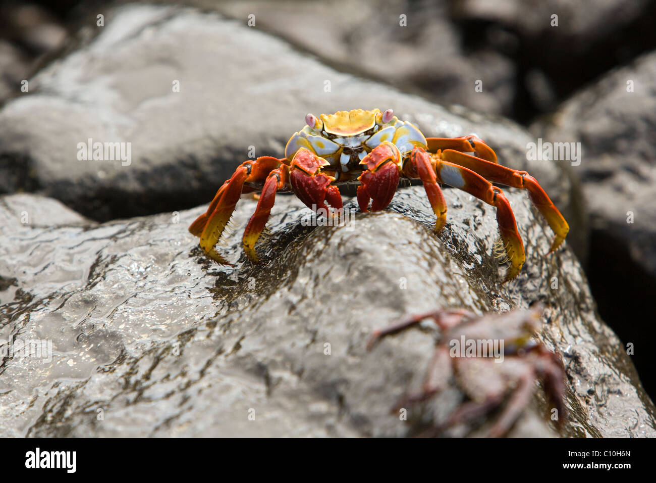 Sally Lightfoot Crab (Red Rock Crab) - Santa Maria (Floreana o Charles ...