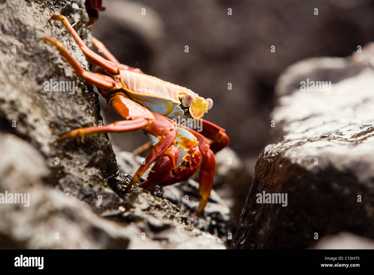 Walk with sally hi-res stock photography and images - Alamy