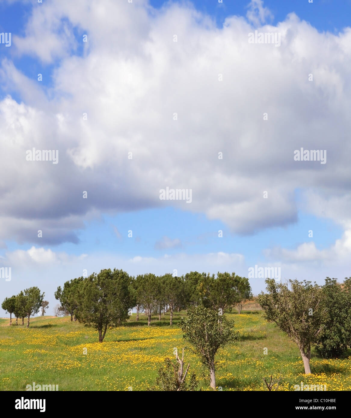 Magnificent cumulus clouds in the high spring sky. A bright field with ...