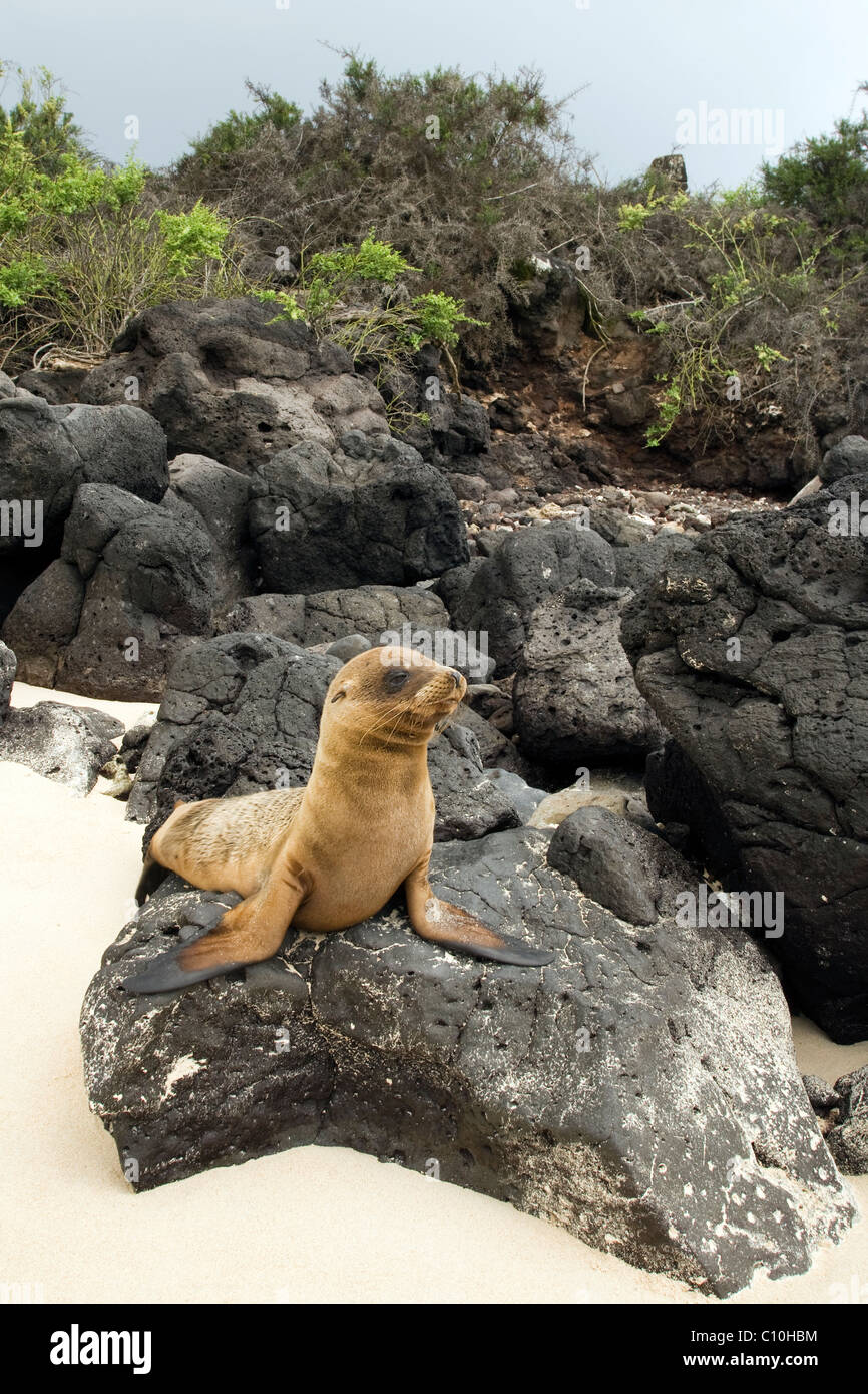 Baby seal on rock hi-res stock photography and images - Alamy