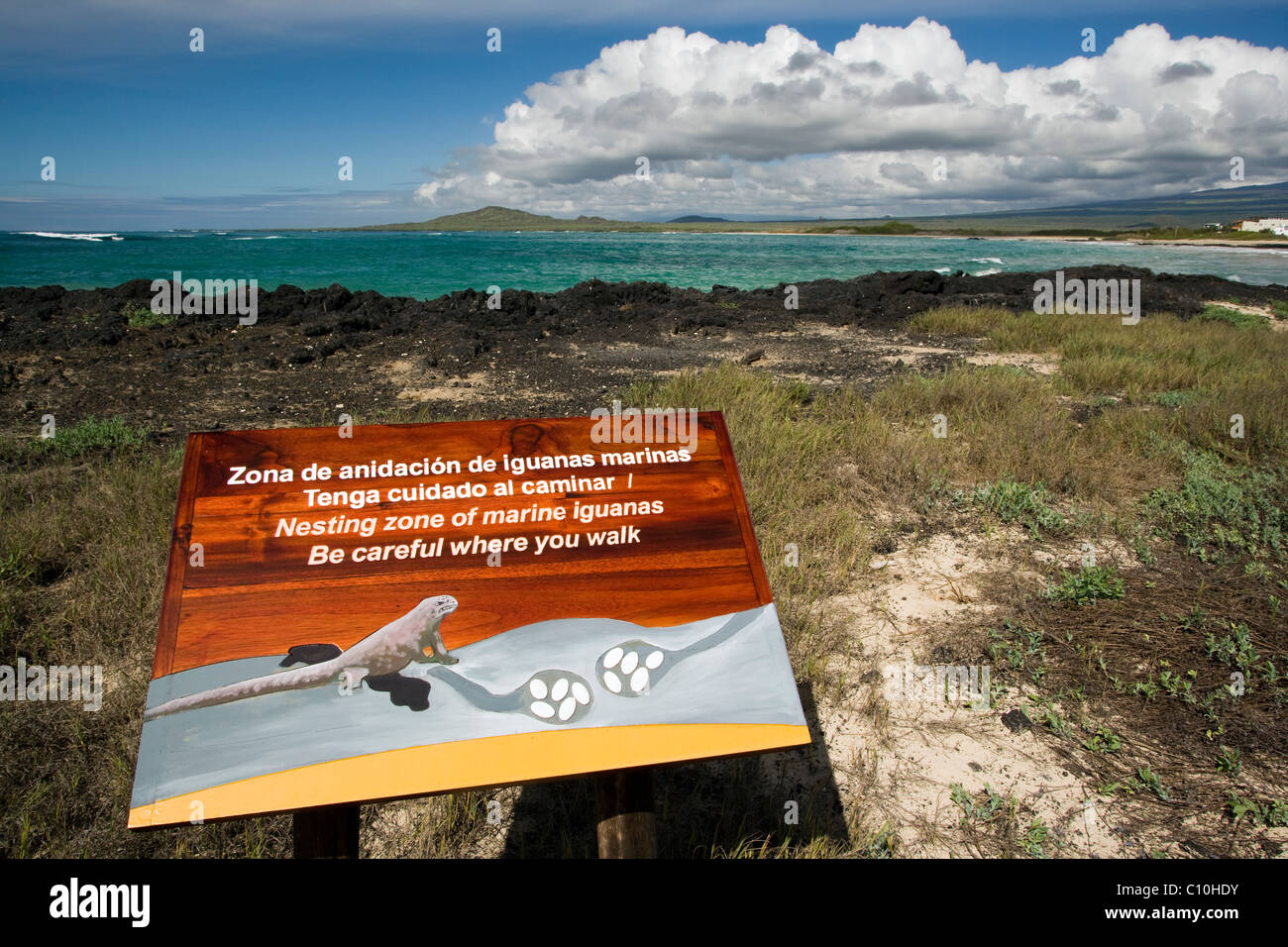 Marine Iguana Nesting Sign - Isabela Island - Galapagos Islands ...