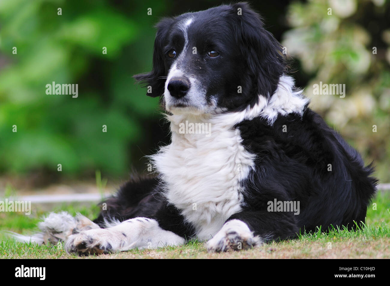 Collie dog face hi-res stock photography and images - Alamy