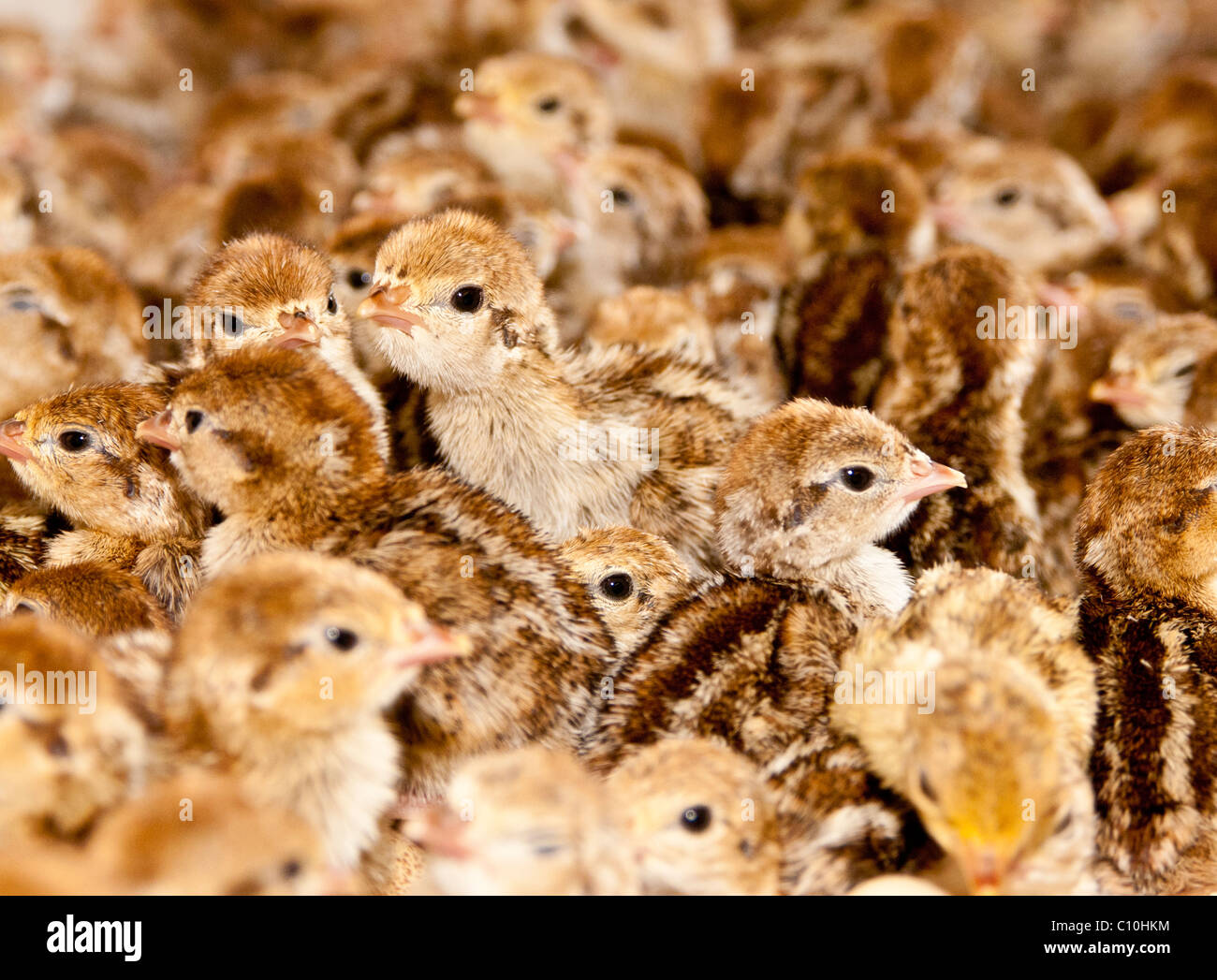 Day old French, often called red partridge, chicks hatching from eggs ...